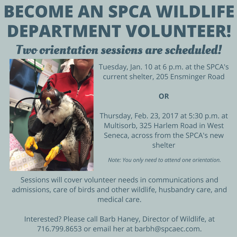 Wildlife Volunteer Orientation - Dog, Cat, Pet Adoption, Animal Shelter ...