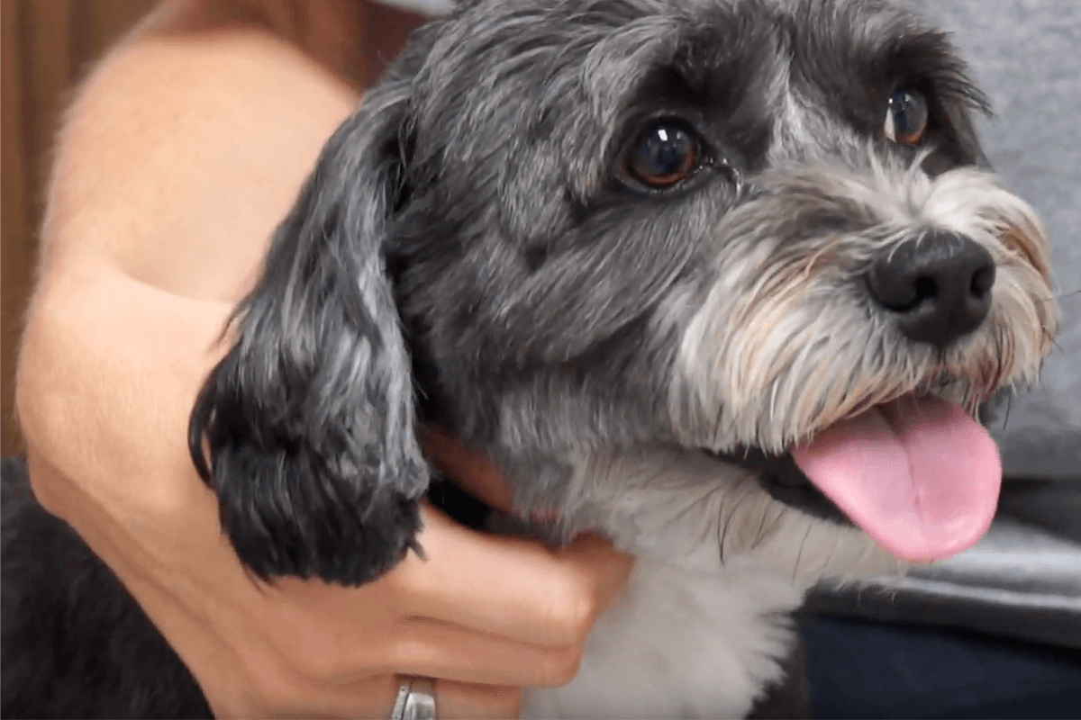 12 days of SPCA - Day 6 - Dog, Cat, Pet Adoption, Animal Shelter in Buffalo