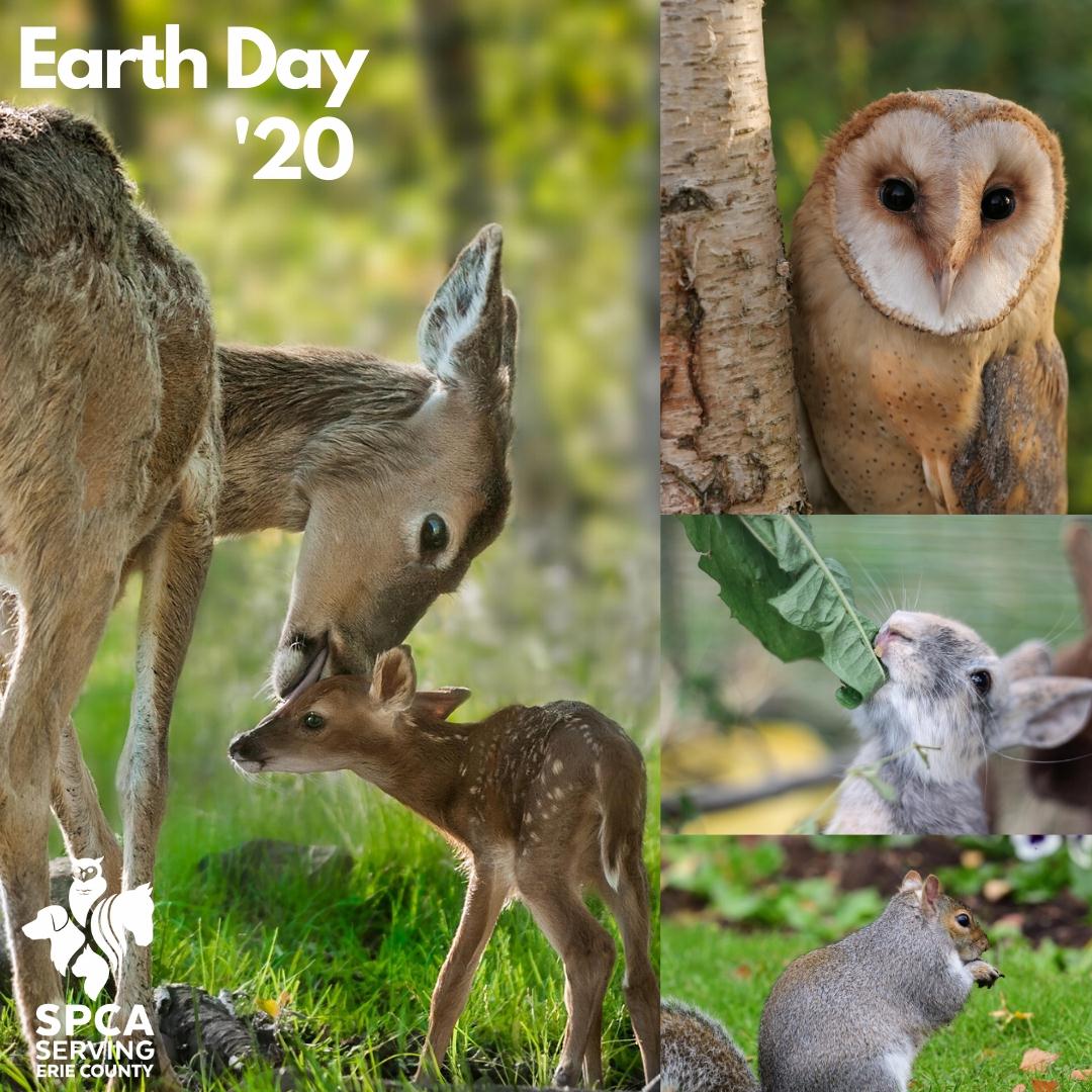 Earth Day 2020, 50th Anniversary: An SPCA Wildlife Department ...