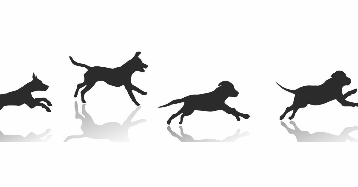 SPCA Serving Erie County DOGGIE ENTOURAGE - Dog, Cat, Pet Adoption ...