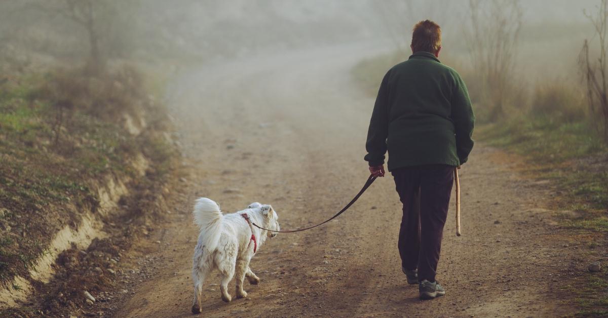 AVMA Information on Animals and Wildfire Smoke 6-7-23 - Dog, Cat, Pet ...