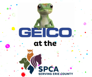 GEICO is at the SPCA today! - Dog, Cat, Pet Adoption, Animal Shelter in ...