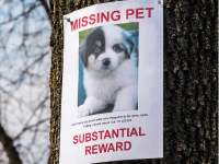 Missing Pet Scam - Dog, Cat, Pet Adoption, Animal Shelter in Buffalo